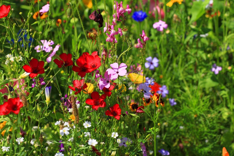 Nice Meadow with Spherical White Flower at Dawn. Summer Landscape Stock ...