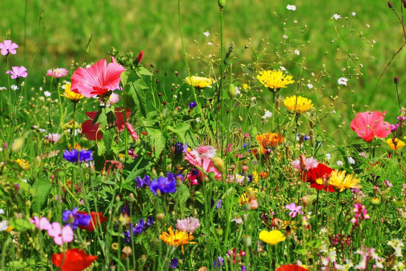 Nice Meadow with Spherical White Flower at Dawn. Summer Landscape Stock ...