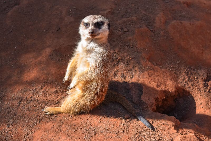 Curious Meerkat stock photo. Image of watch, look, watchful - 16768228