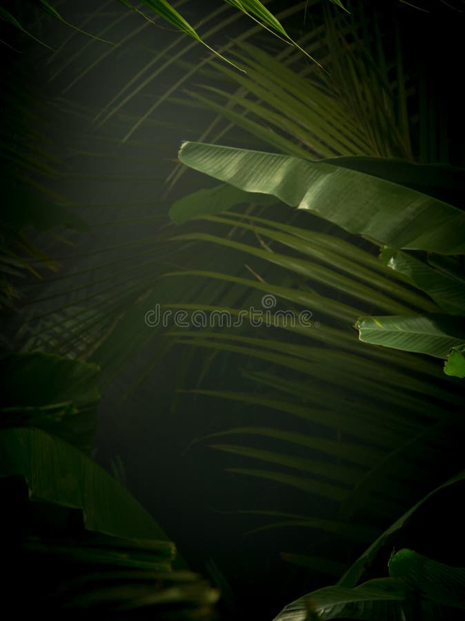 Nice Mist Green Tropical Jungle Background Stock Photo - Image of fresh ...