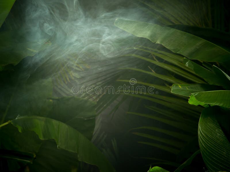 Nice Mist Green Tropical Jungle Stock Image - Image of smoke, color ...