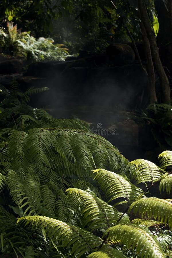 Nice Mist Green Tropical Jungle Stock Image - Image of environment ...
