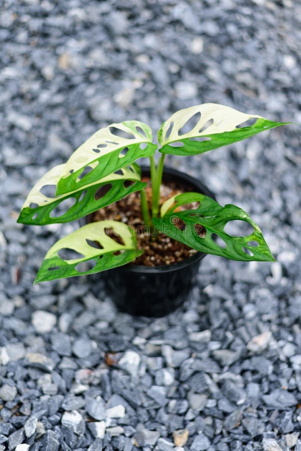 Monstera Adansonii Albo Variegated Giant Stock Image - Image of nature ... Monstera Adansonii Albo Variegated Giant Stock Image - Image of nature ...