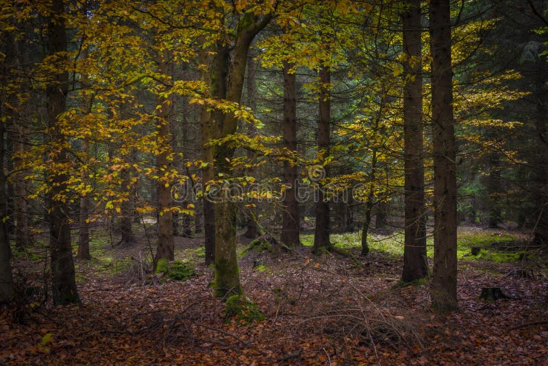 Nice Morning Forest in Slavkovsky Les Mountains in Autumn Stock Photo ...