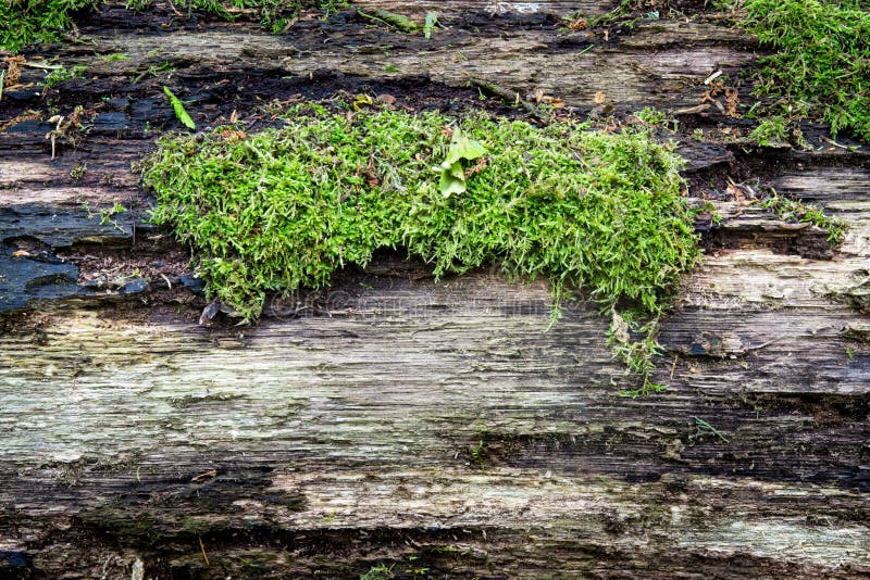 Nice moss on old tree fall stock photo. Image of trunk - 72852650