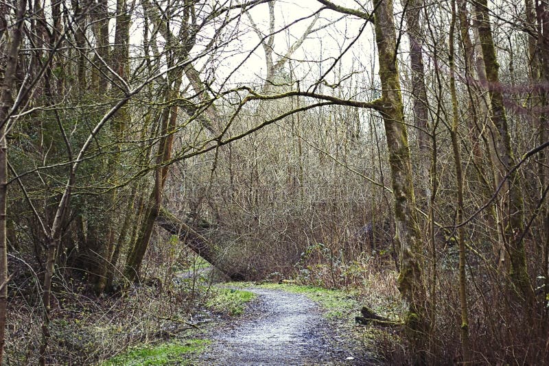 Nice Mud Path Walk Way in a Forest Stock Photo - Image of walk, leaf ...