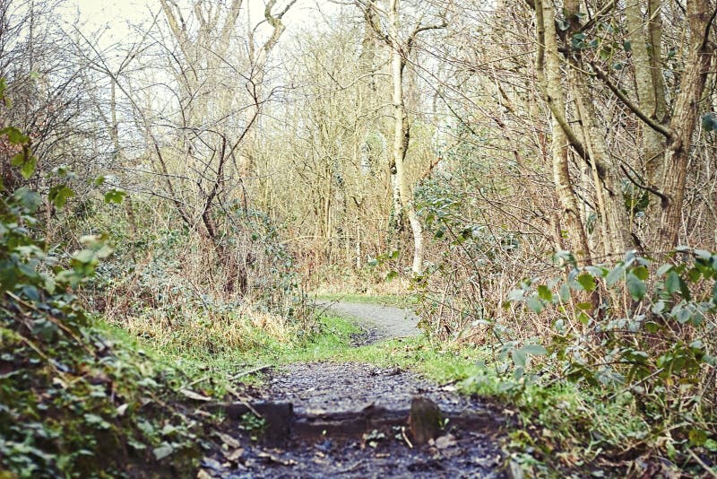 Nice Mud Path Walk Way in a Forest Stock Photo - Image of walk, leaf ...