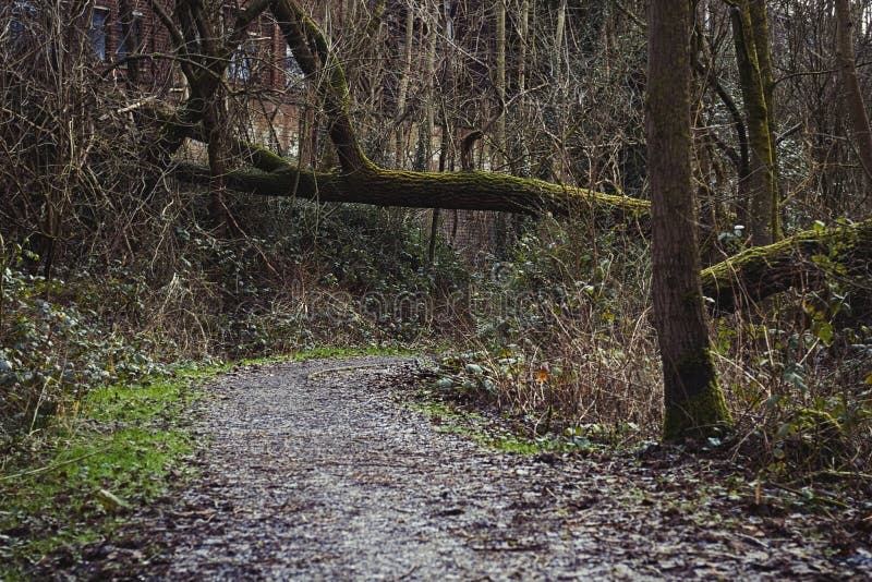 Nature Wallpaper Mud Path Walk Way in a Park Stock Photo - Image of ...