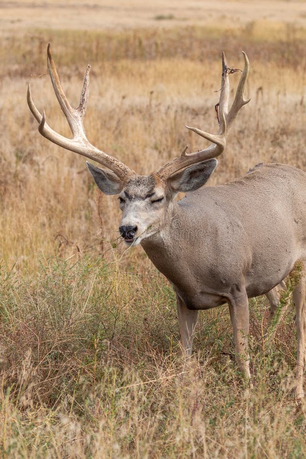 Nice Mule Deer Buck stock photo. Image of buck, deer - 159384550