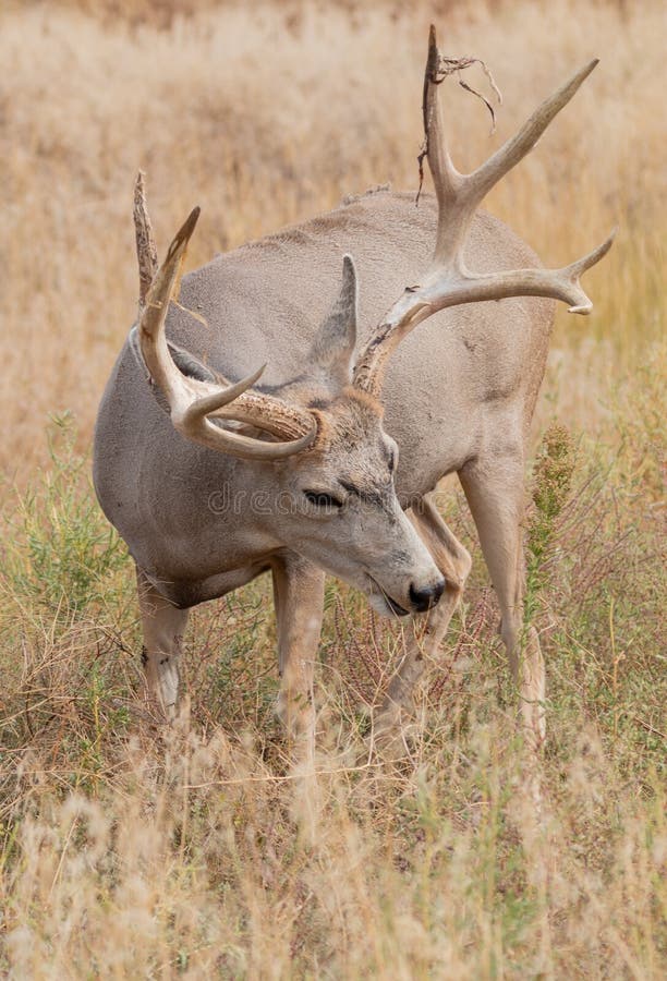 Nice Mule Deer Buck in Grass Stock Image - Image of animal, buck: 159384467