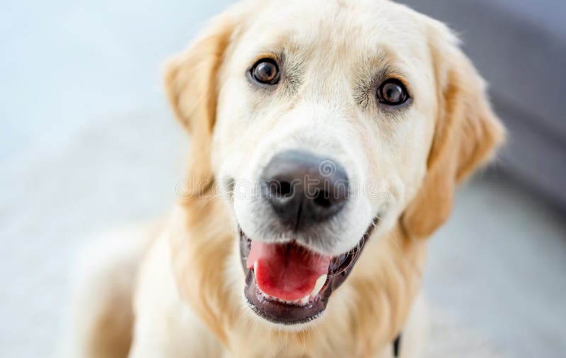 Nice Muzzle of Golden Retriever Stock Image - Image of cute, emotional ...