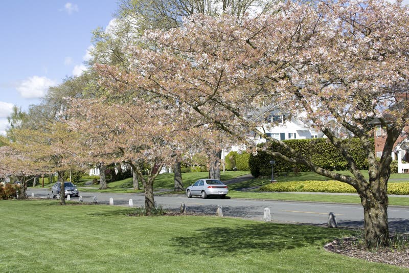 Nice neighborhood park stock image. Image of spring, park - 30419337