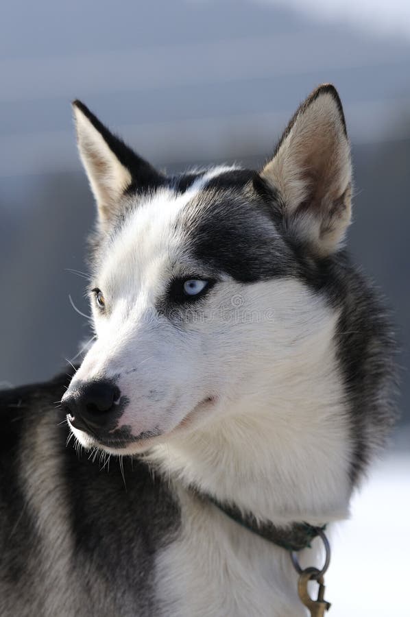 Nice Nordic Dog in the Snow Stock Image - Image of mountain, north ...