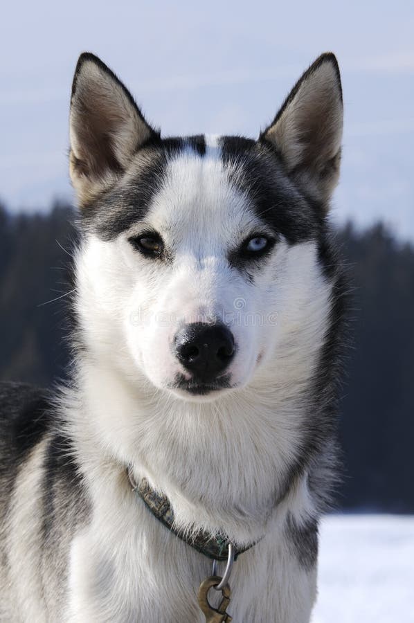 Nice Nordic Dog in the Snow Stock Image - Image of breed, cold: 14771445