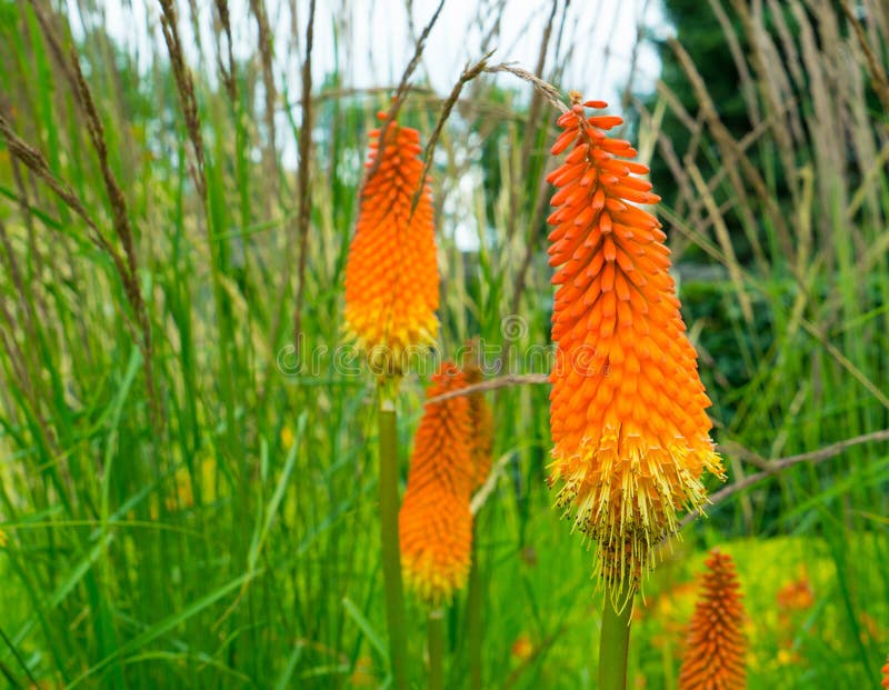 Nice Orange Flowers and Green Grass in Background. Stock Image - Image ...