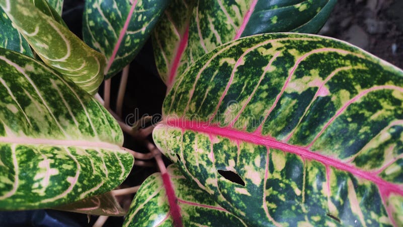 Nice Organic Green Leaves, Fresh Green, Great for Template Material ...