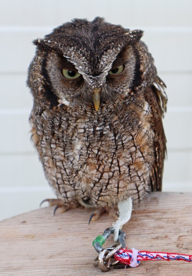 Nice Owl Standing on a Table Outdoor Stock Image - Image of bird ...