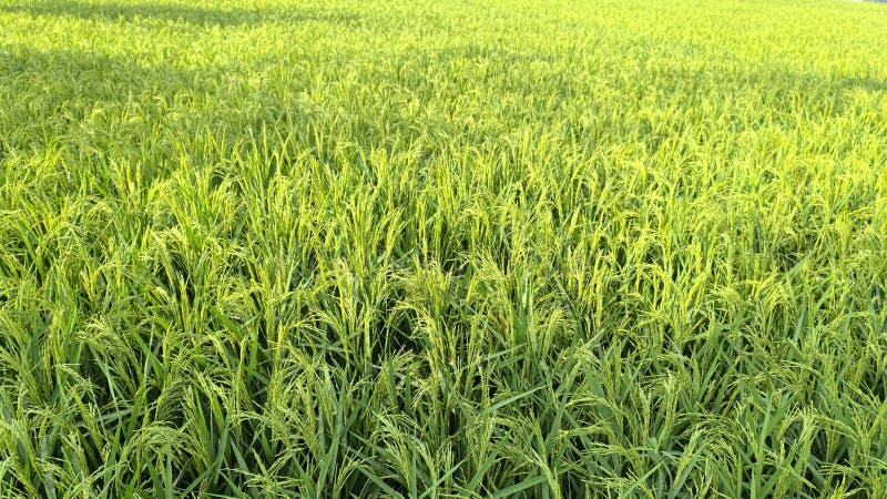 A Nice Paddy or Rice Field Picture Image Stock Photo - Image of rice ...