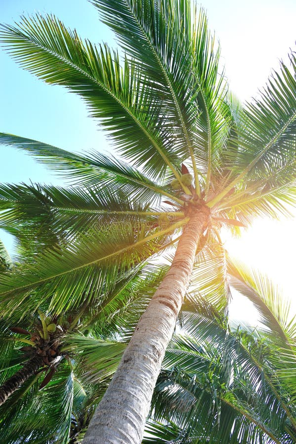 Nice Palm Trees Against Sunny Sky Stock Image - Image of resort, space ...