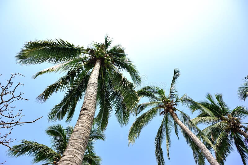 Nice Palm Trees Against Sunny Sky Stock Image - Image of china, resort ...