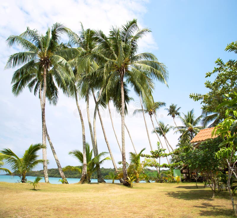 Nice Palm Trees in the Blue Sunny Sky Stock Image - Image of beautiful ...