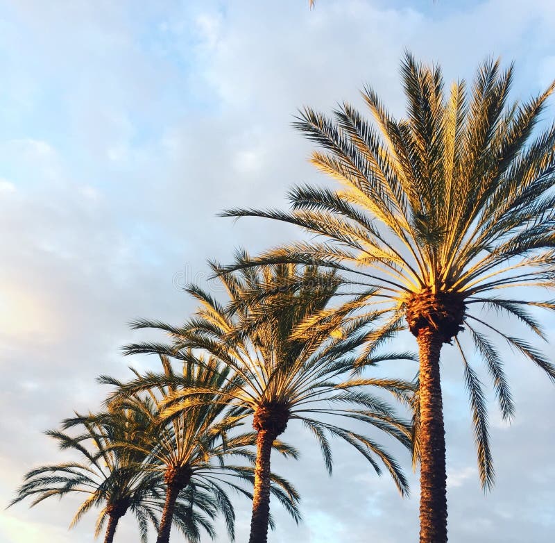 Palm Trees stock image. Image of nice, landscape, four - 100277305