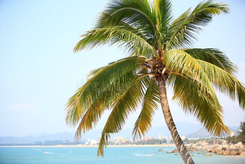 Nice Palm Trees at Sunny Seaside Stock Image - Image of rock, sanya ...