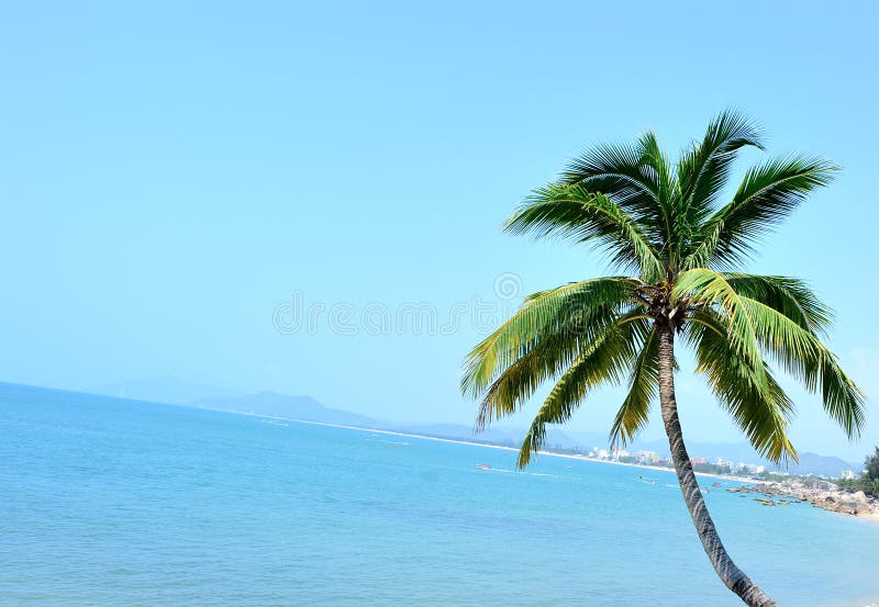 Nice Palm Trees at Sunny Seaside Stock Image - Image of holiday, resort ...