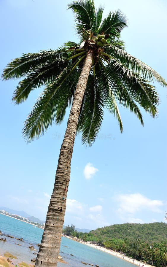 Nice Palm Trees at Sunny Seaside Stock Photo - Image of grow, ocean ...