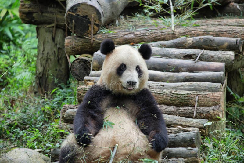 Nice panda bear in guilin stock image. Image of animal - 68804003