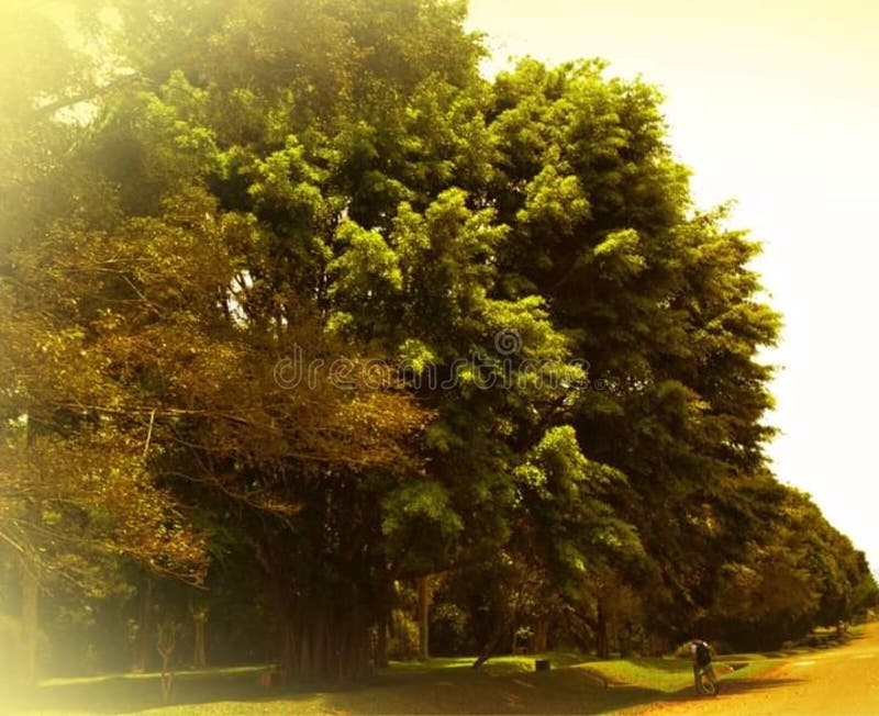 Nice Park with Lot of Big Trees Stock Image - Image of autumn, park ...