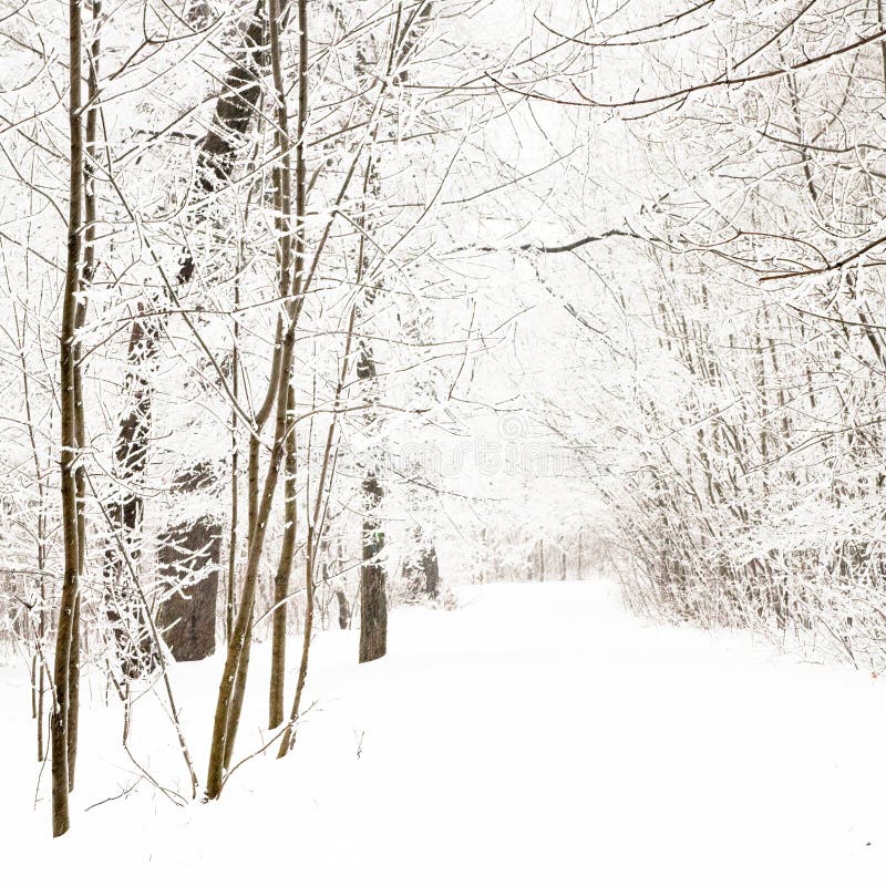 Nice park in winter stock photo. Image of calm, holiday - 16989130