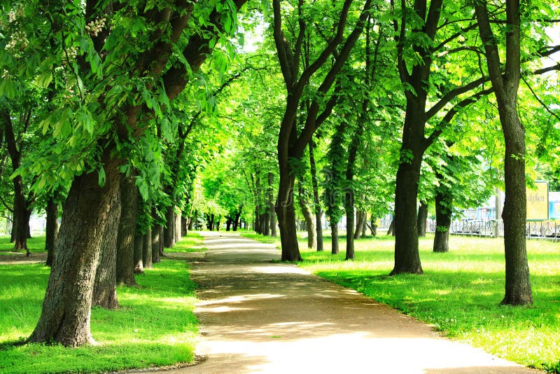 Nice Path in Beautiful Park with Many Green Trees Stock Photo - Image ...