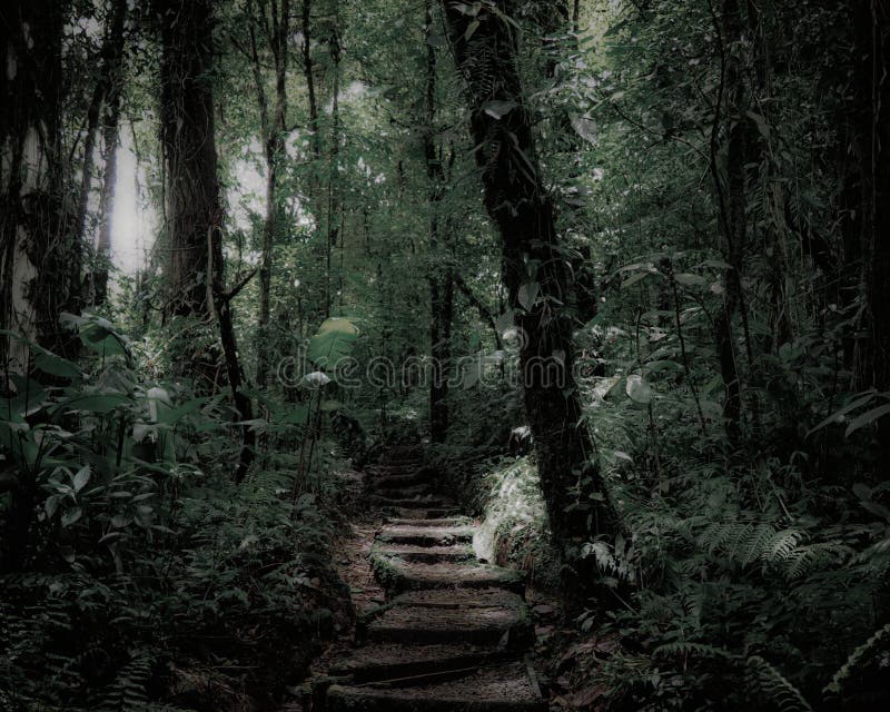 Nice Path in the Deep Forest Stock Image - Image of dream, path: 221241433