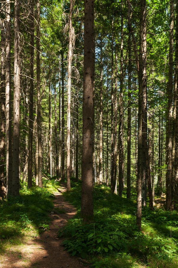 Trail through a Forest of Old Spruce Trees Stock Photo - Image of ...