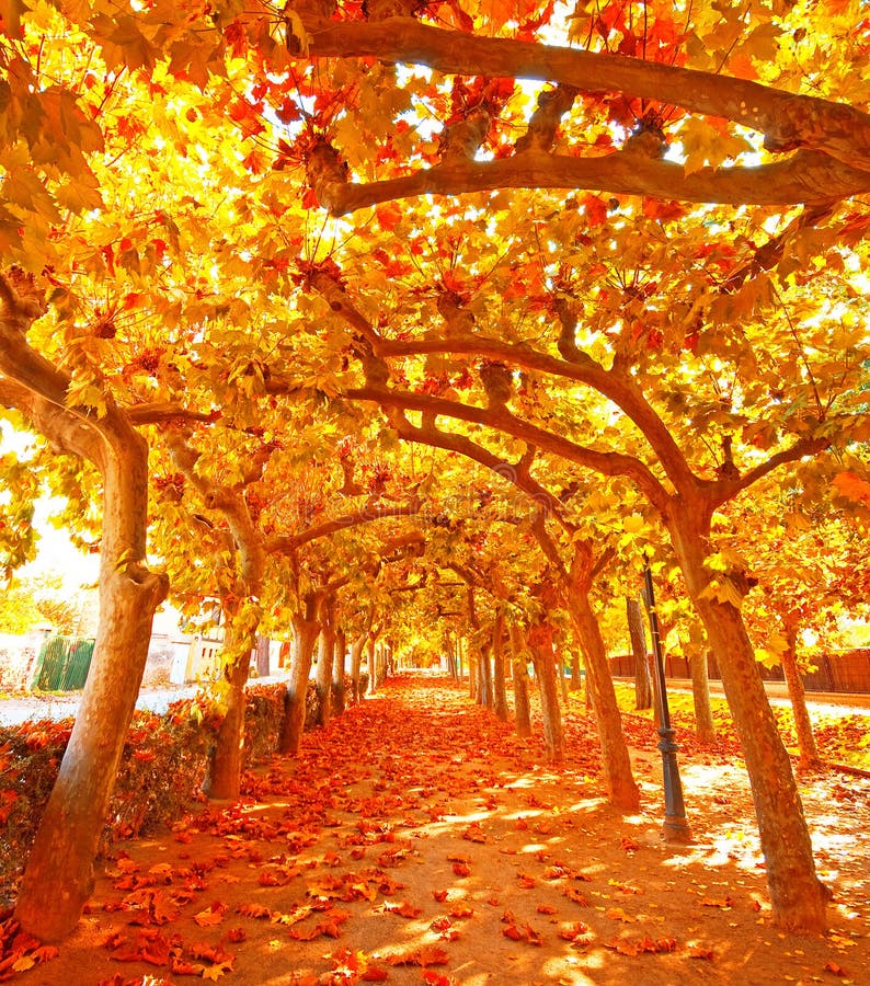 Nice pathway stock photo. Image of europe, harmony, forest - 21689870