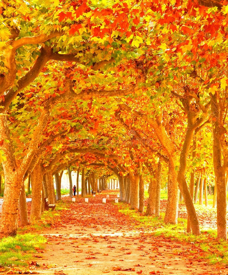 Pathway stock image. Image of nature, colors, autumnal - 20825235