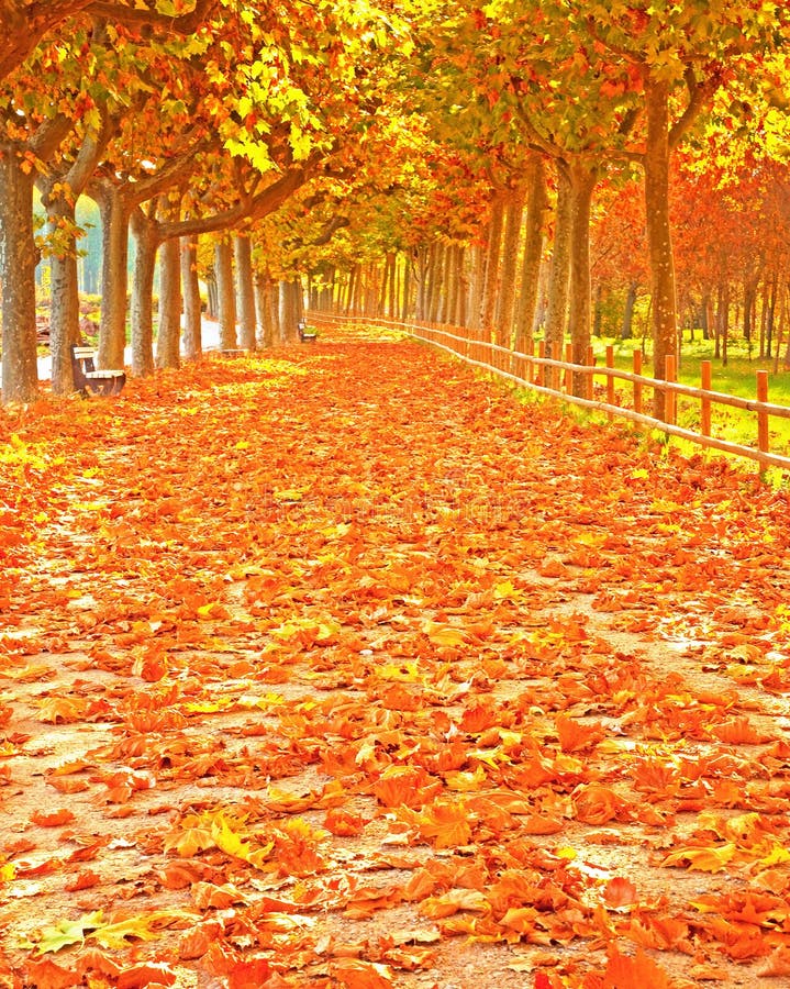 Nice pathway stock image. Image of tree, sunlight, color - 21689903