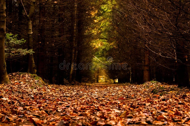 A Nice Pathway in the Forest with Brown Leaves Stock Photo - Image of ...