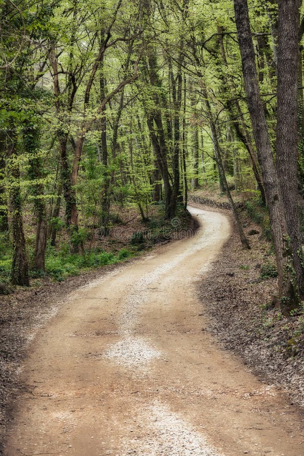 Nice Pathway through the Green Forest, Thailand Stock Photo - Image of ...