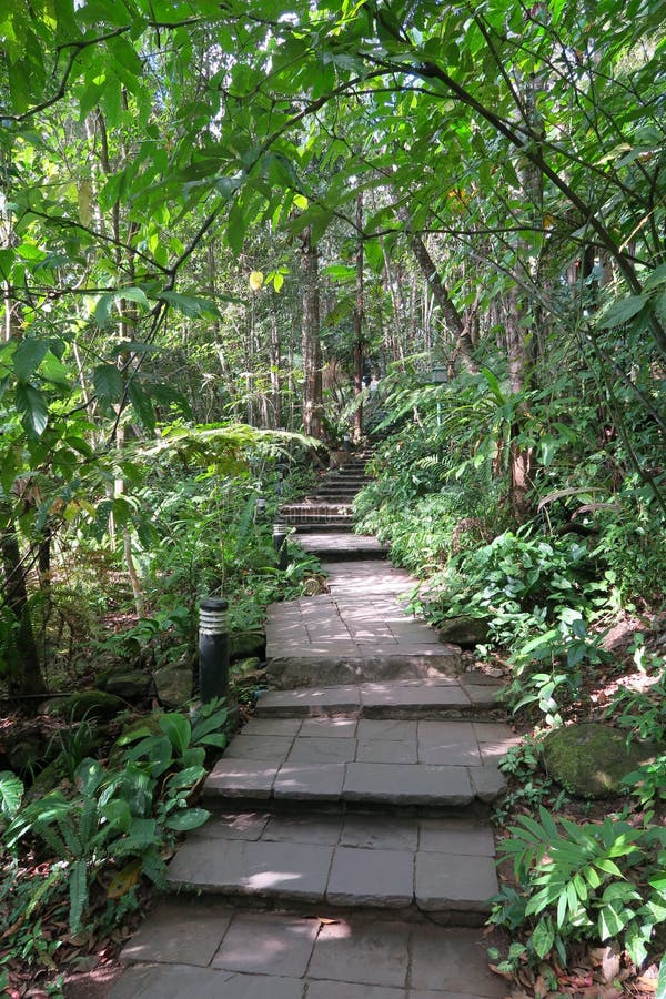 Nice Pathway through the Green Forest, Thailand Stock Photo - Image of ...