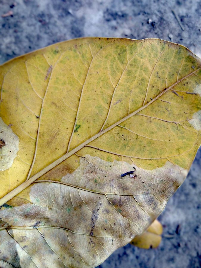 Nice patti tree stock photo. Image of tree, nature, nice - 169887646