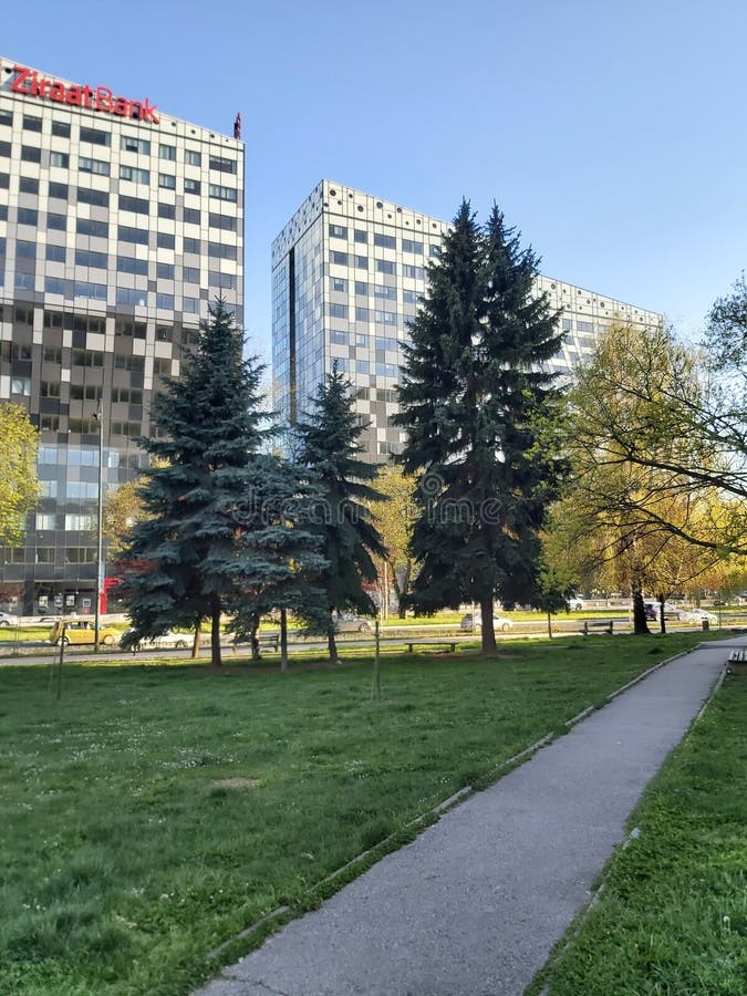 Nice Perspective View on Path Tò Three always Green Trees and One ...