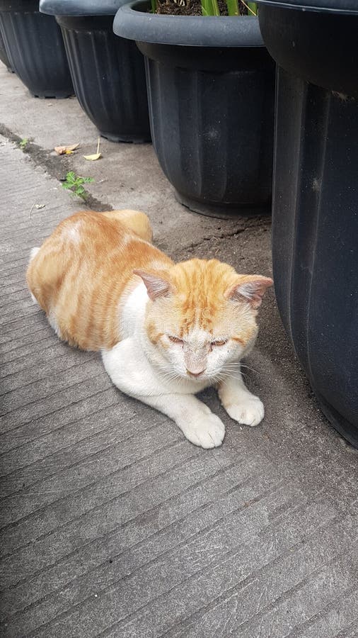 Nice Pet Cat Friendly and Cute Stock Photo - Image of nose, mammal ...
