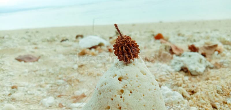 This is a Nice Photo of Corals and Pine Cones Stock Image - Image of ...