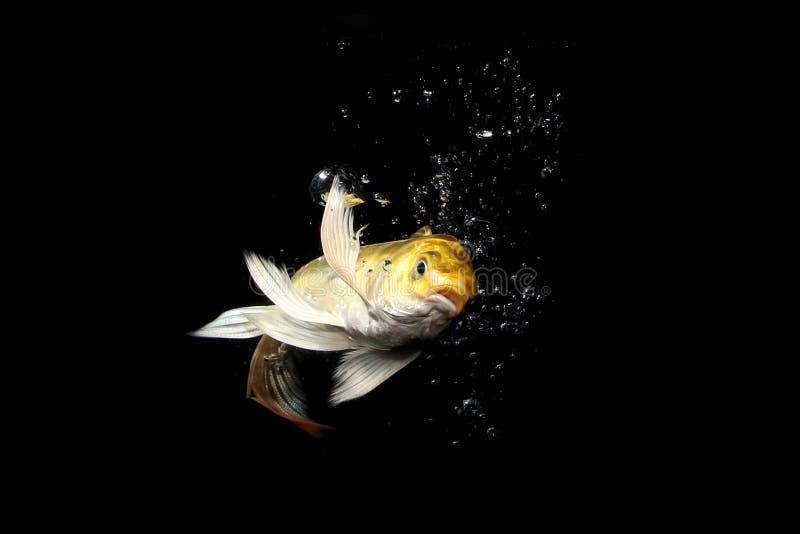 Koi Fish Clapping in the Water.... Stock Image - Image of water ...
