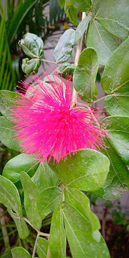 Nice photo for nature stock photo. Image of capture - 136414738