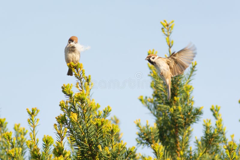 Pair of Sparrow on the Pine Stock Image - Image of fluff, pair: 381433491