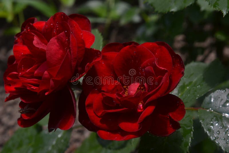 Two roses stock image. Image of beautiful, roses, time - 124437529