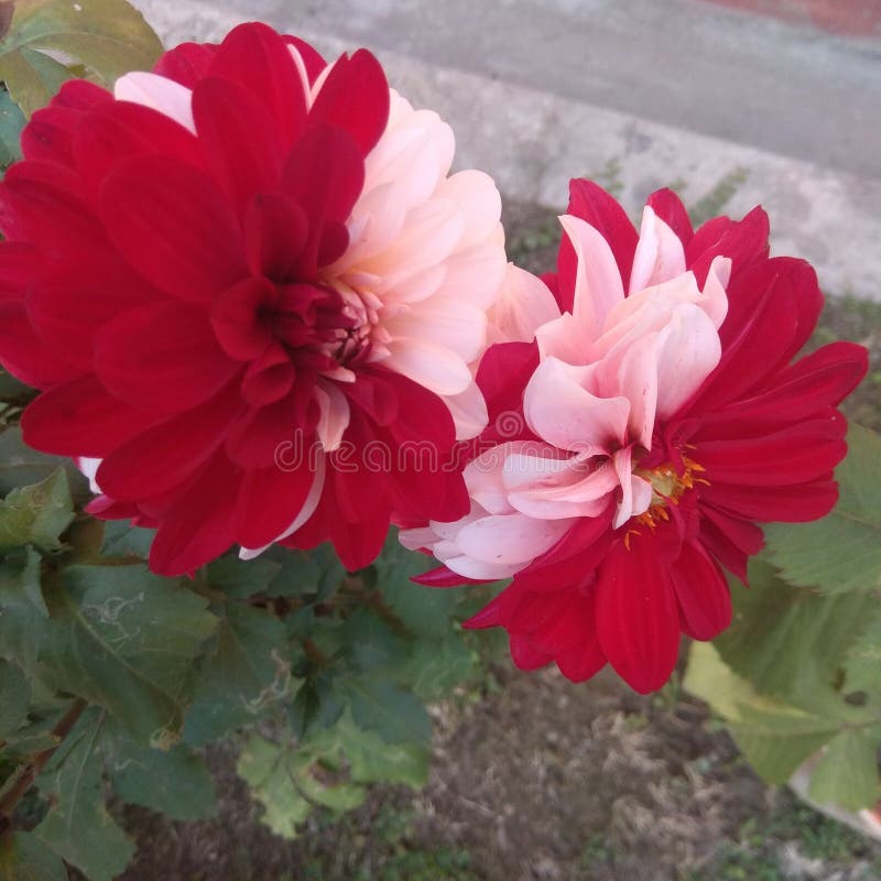 Nice Pic Very Good Picture Flowar Stock Photo - Image of herb, font ...